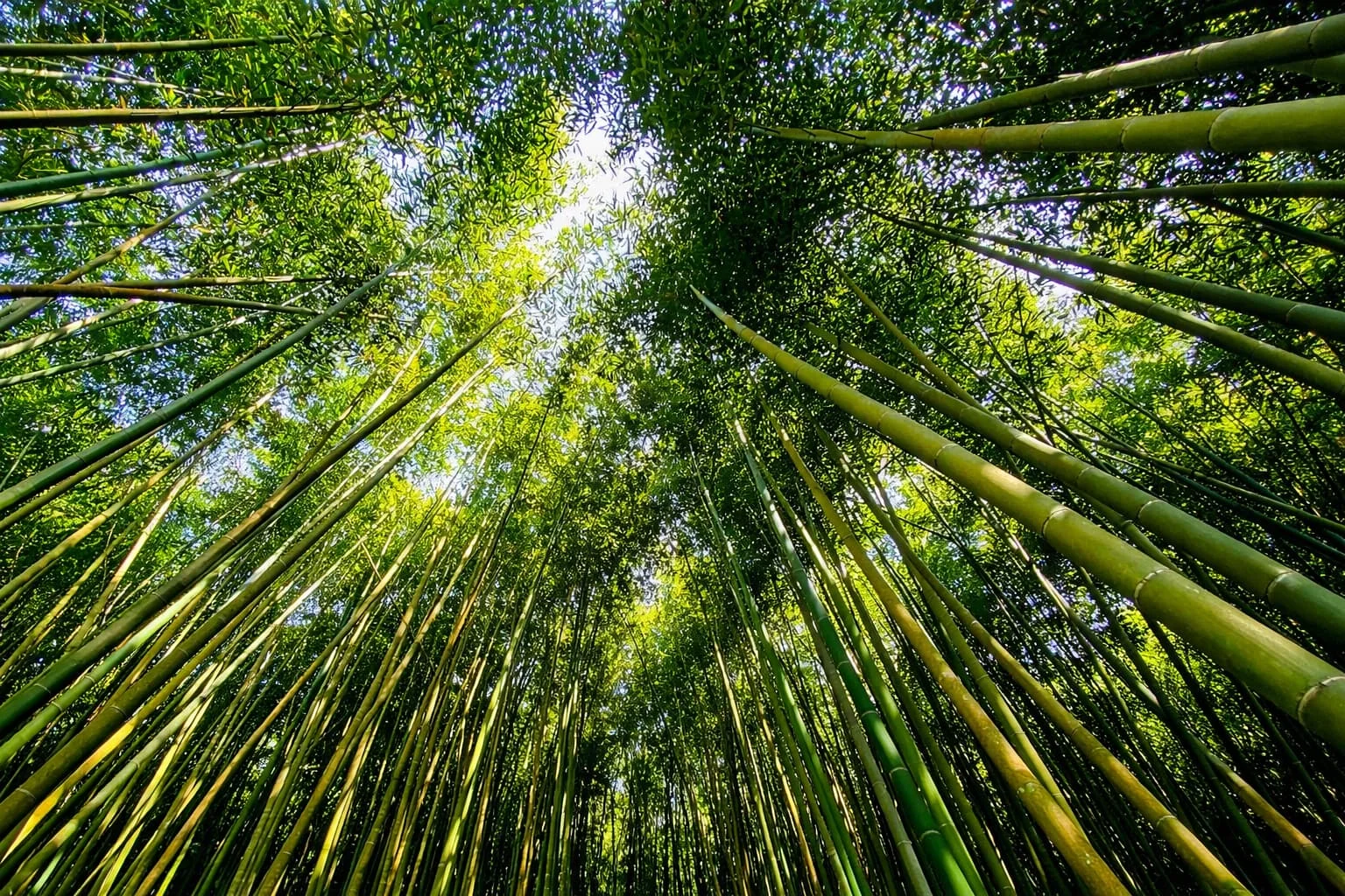 Ocala Bamboo Installation & Landscape Design | BambooExpress